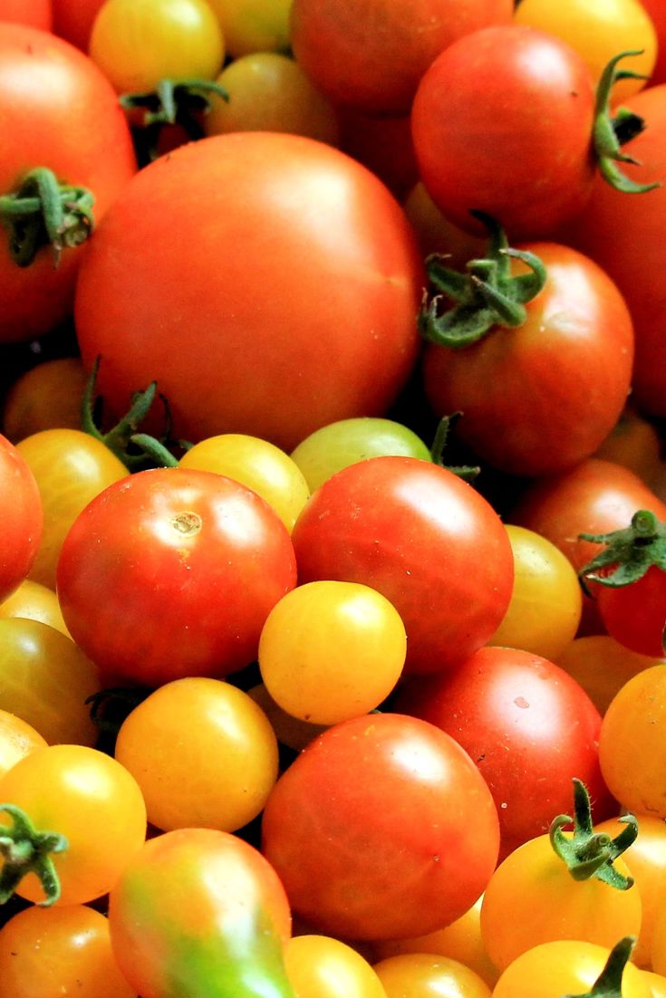 Somms On Toms: How To Pair Wine With Tomatoes - Great British Chefs