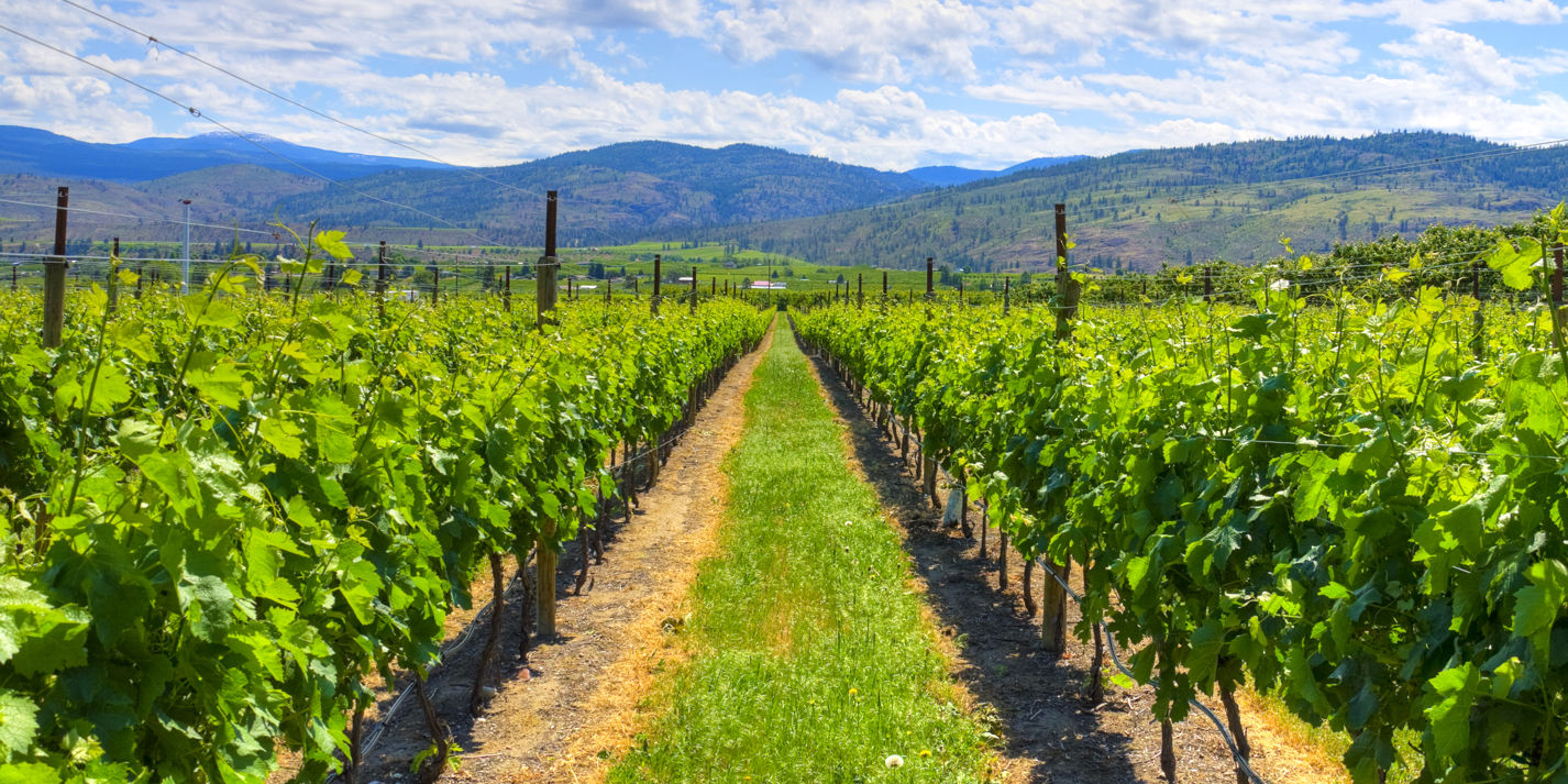 The Wines of British Columbia - Great British Chefs