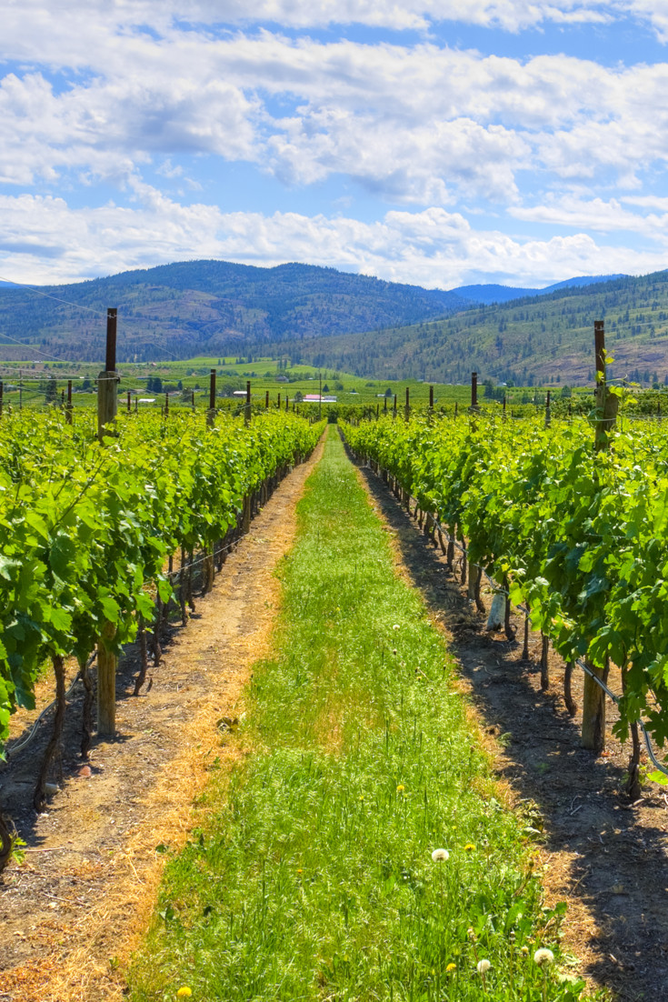 The Wines of British Columbia - Great British Chefs