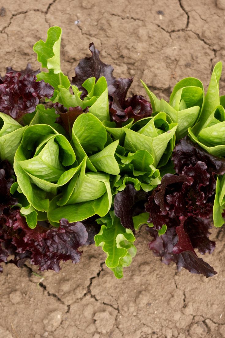 Salad Leaf Variety Guide - Great British Chefs