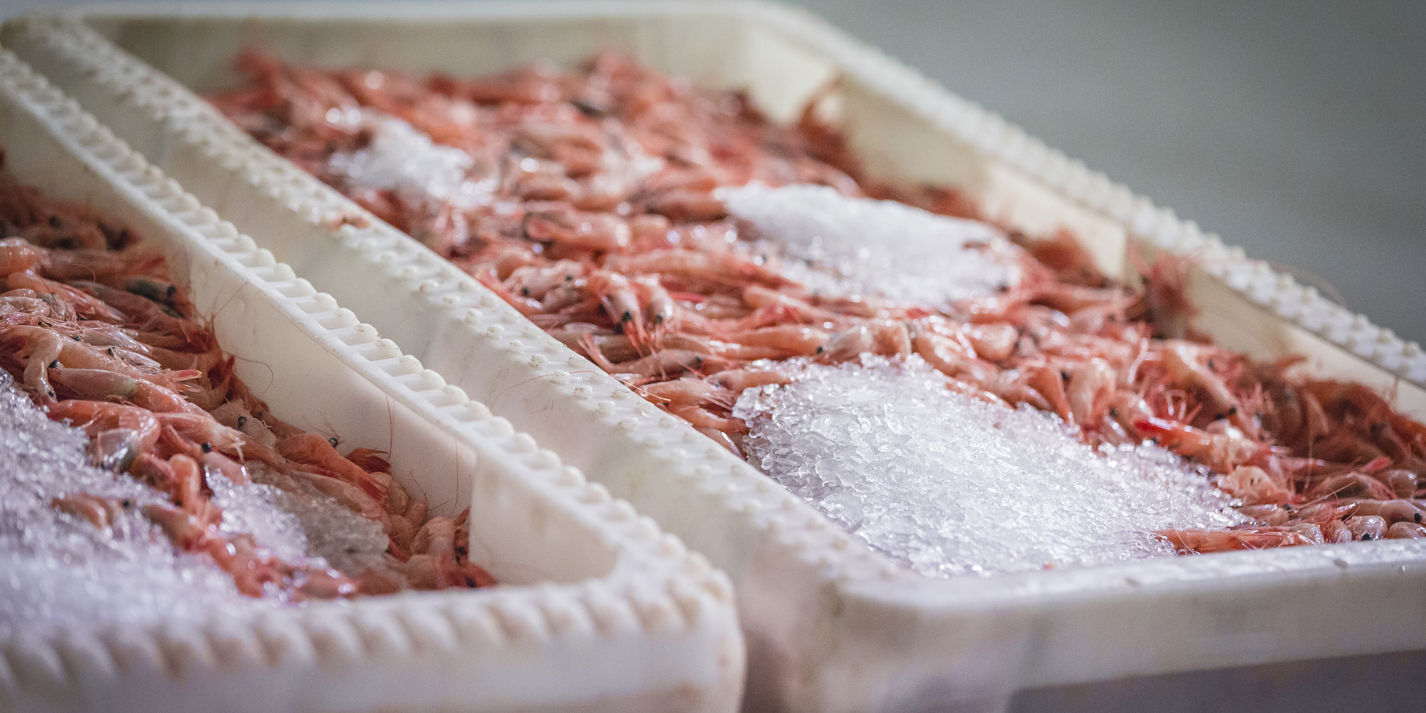 Greenland: Home Of The Coldwater Prawn - Great British Chefs