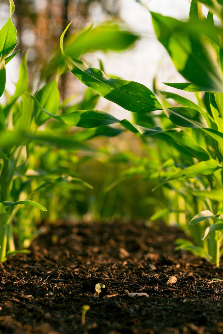 The Sustainable Restaurant Association - Great British Chefs