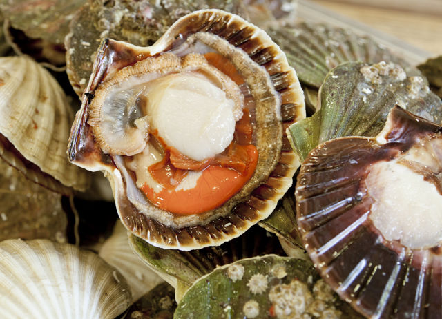 Scallops In Shell