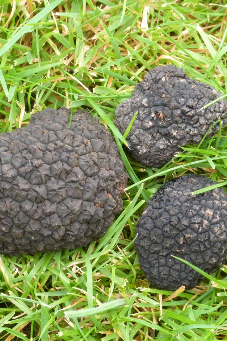 The Past, Present and Future of English Truffles - Great British Chefs