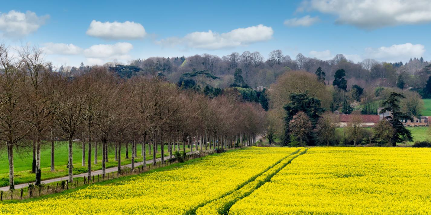 Rapeseed Oil Tips from Top UK Chefs - Great British Chefs