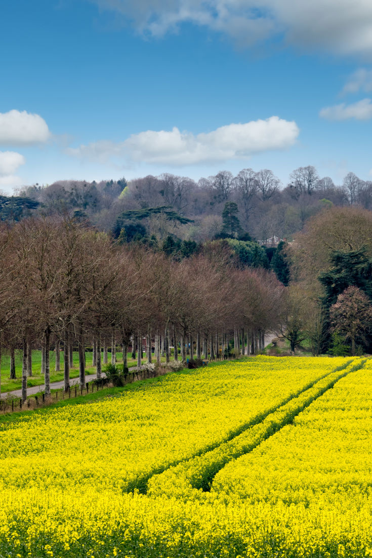 Rapeseed Oil Tips from Top UK Chefs - Great British Chefs