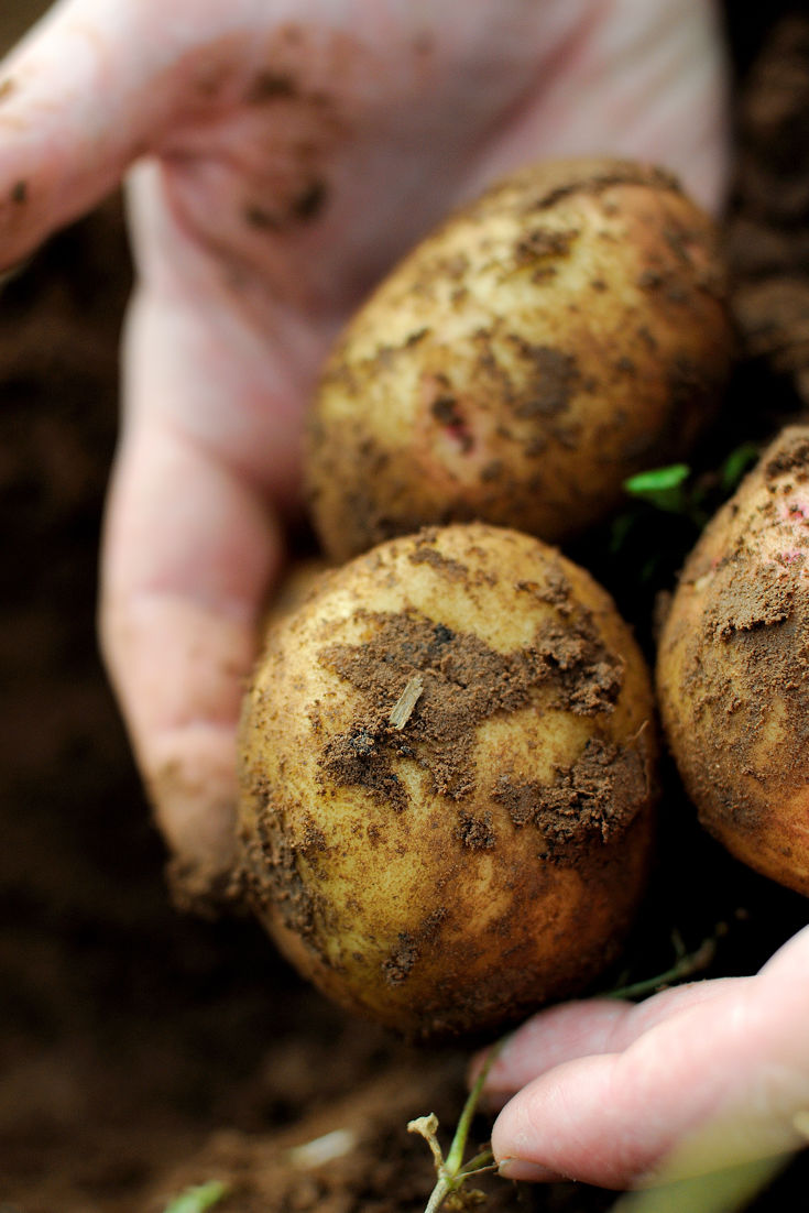 Know Your Spuds: Our Ultimate Potato Guide - Great British Chefs