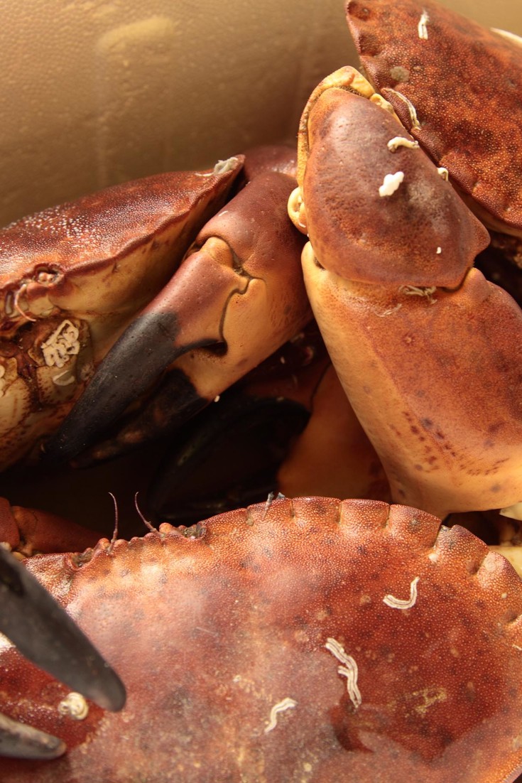 Fort on Food: Shellfish - Great British Chefs