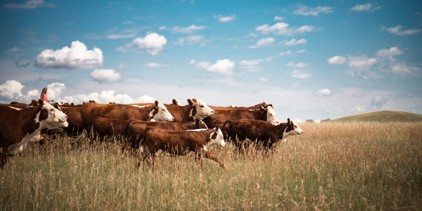 A primer on Prime: a guide to the USDA beef grading system - Great ...