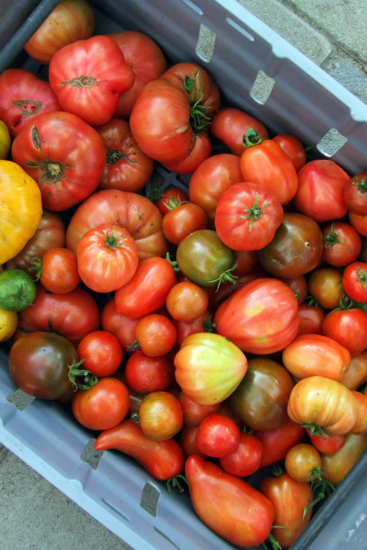 Italian Tomato Recipes - Great Italian Chefs