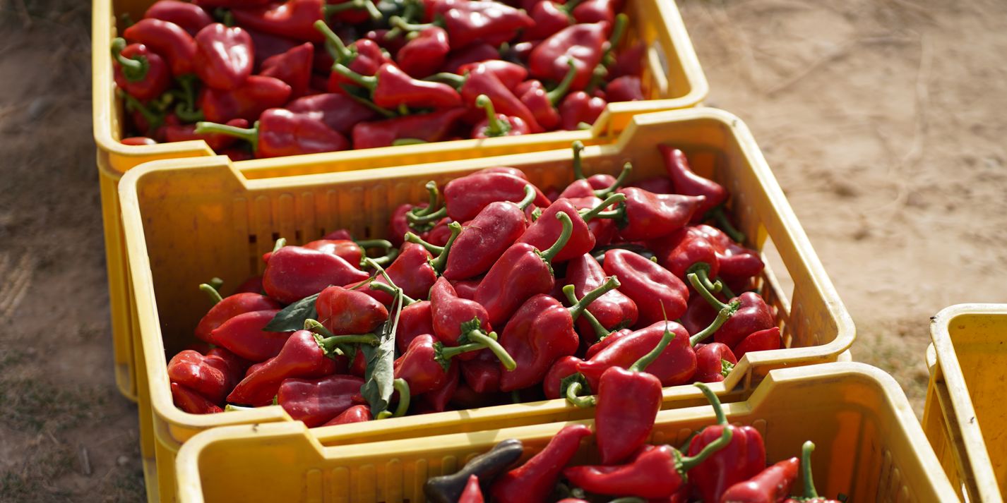 Ingredient Focus: Piquillo Peppers - Great British Chefs