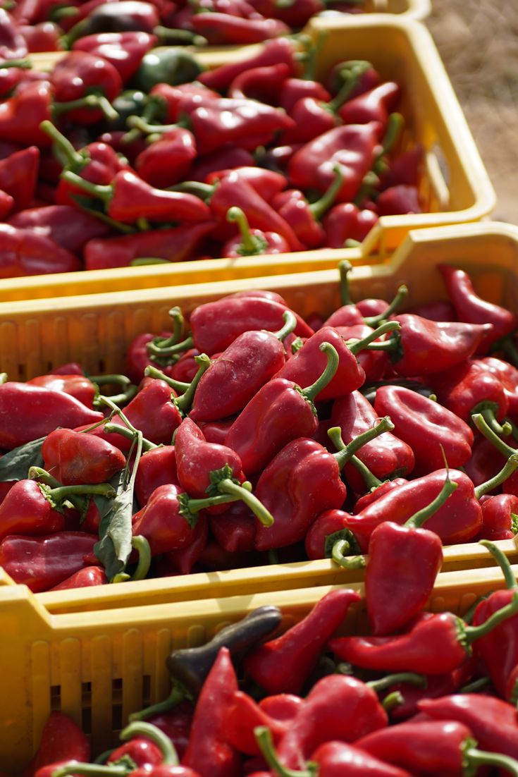 Ingredient Focus: Piquillo Peppers - Great British Chefs