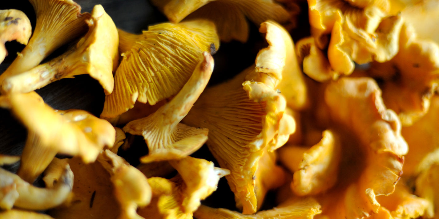 Girolle Recipes - Great British Chefs