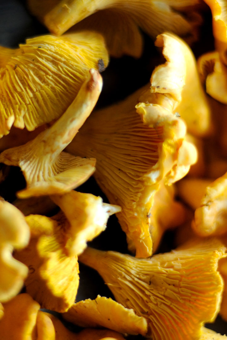 Girolle Recipes - Great British Chefs