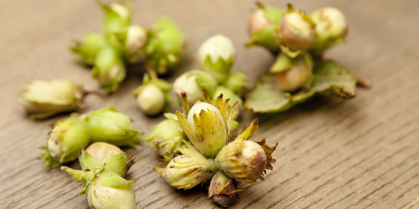 Ingredient focus: cobnuts - Great British Chefs