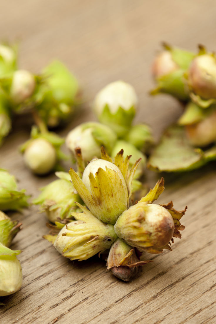 Ingredient focus: cobnuts - Great British Chefs