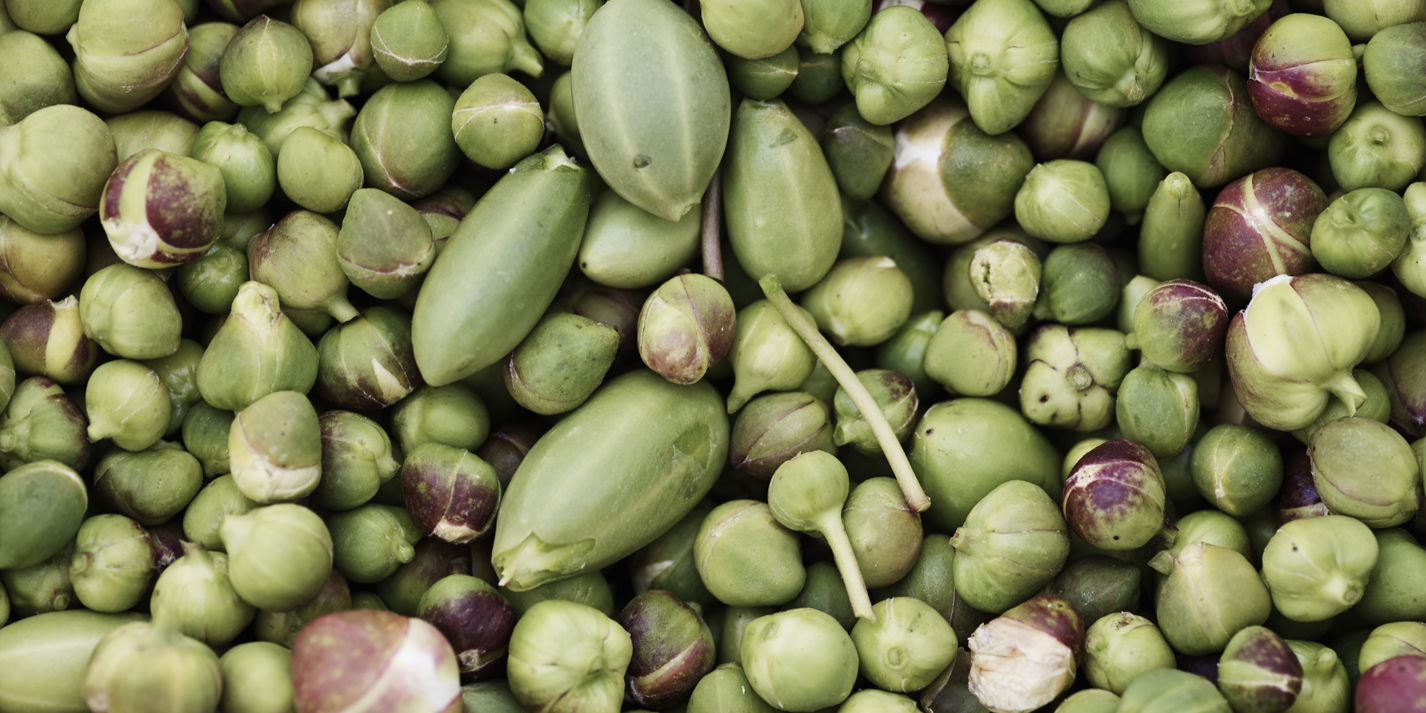 Caper Fruit