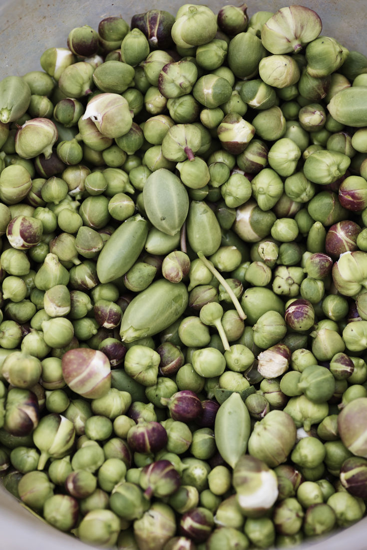 Pantelleria Capers: A Photo Story - Great Italian Chefs