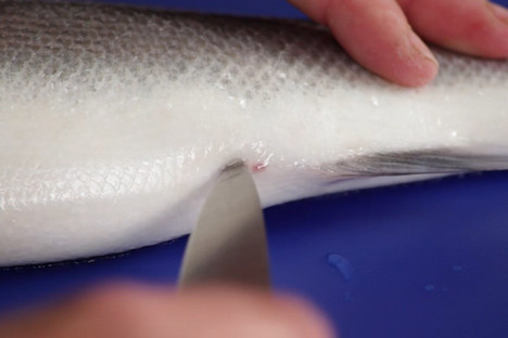 How to Gut Fish - Great Italian Chefs