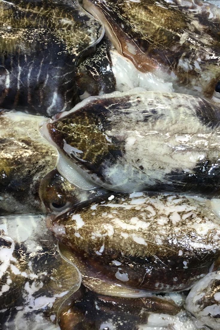 How to Cook Cuttlefish - Great British Chefs