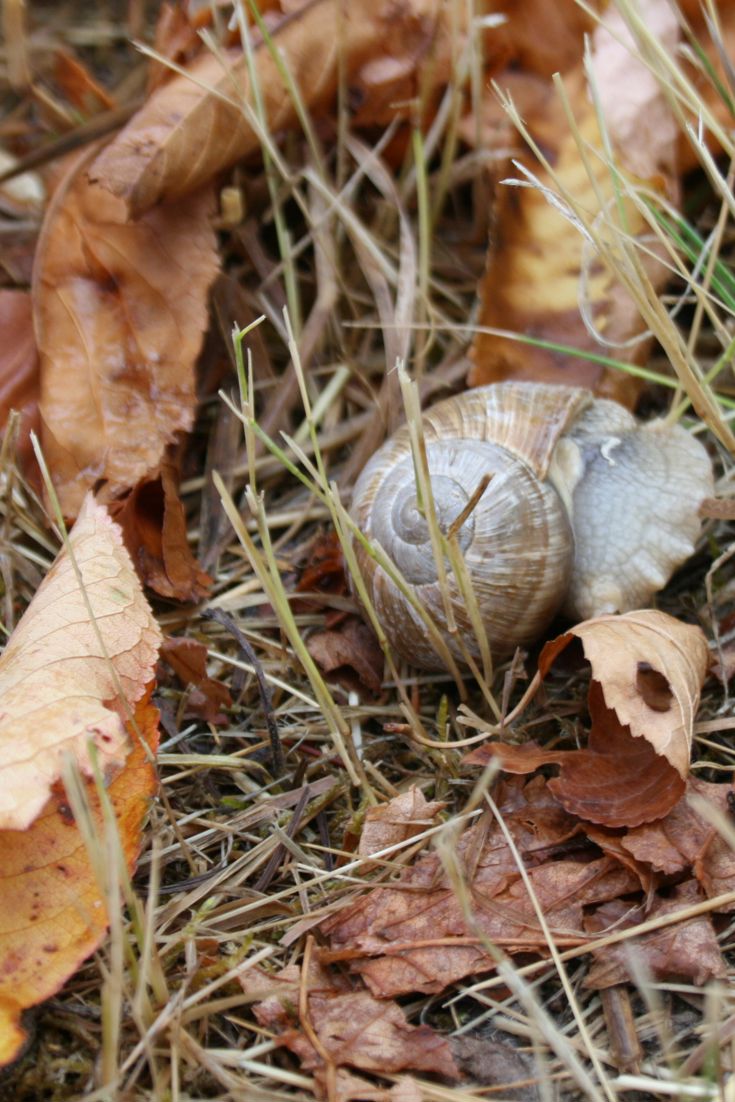Escargots: Preparing Snails the Slow Way - Great British Chefs