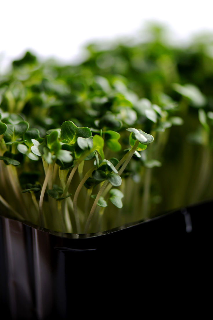 Cress Recipes - Great British Chefs
