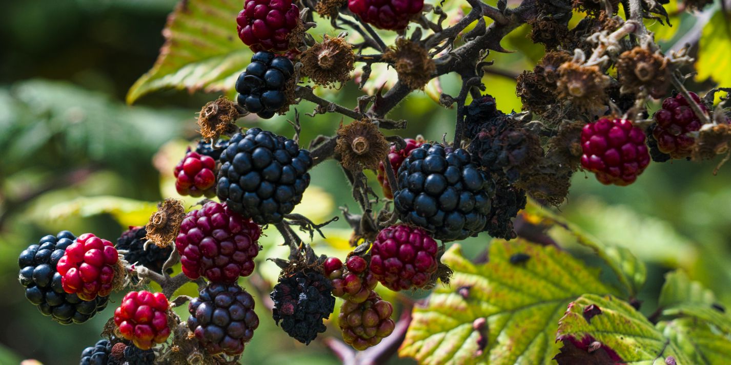 The Ultimate Guide to Hedgerow Foraging - Great British Chefs