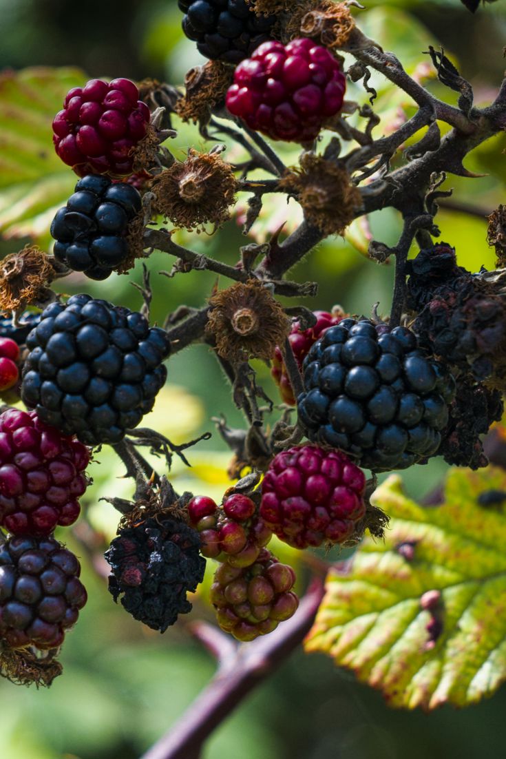 The Ultimate Guide to Hedgerow Foraging - Great British Chefs