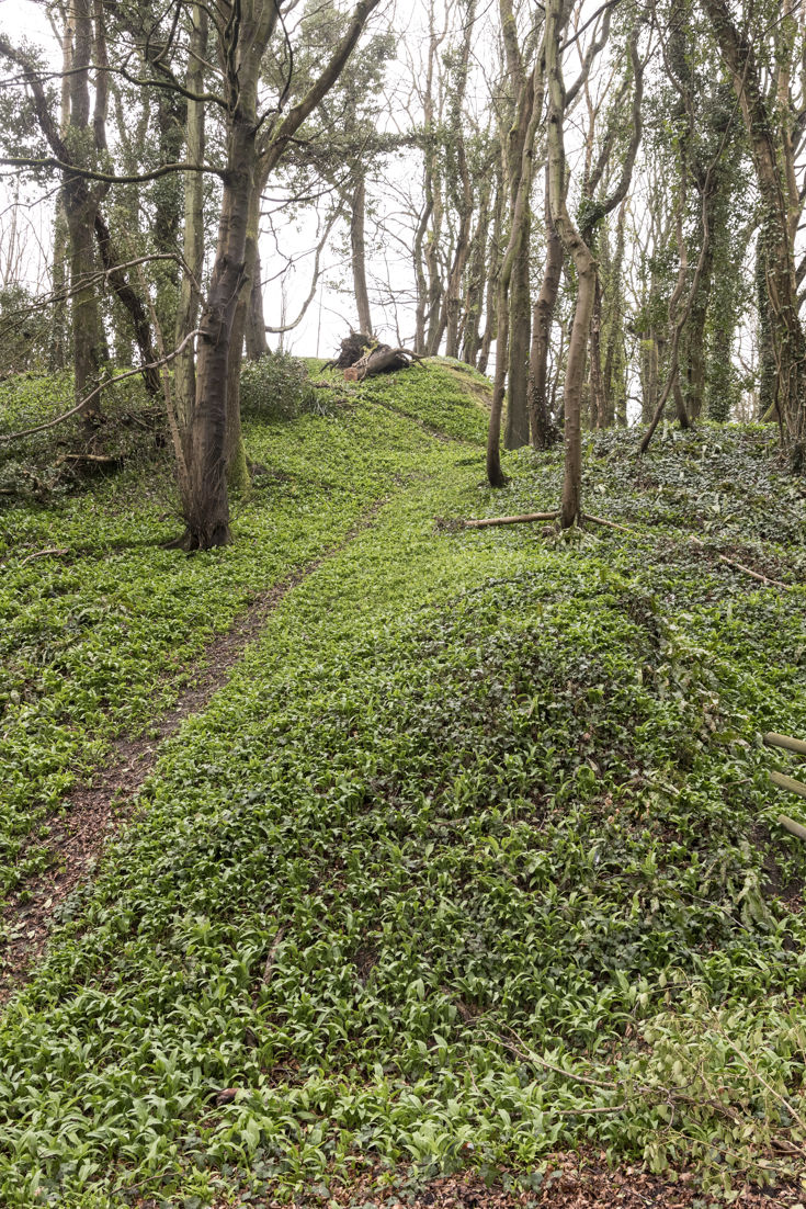 How To Forage Wild Garlic - Great British Chefs
