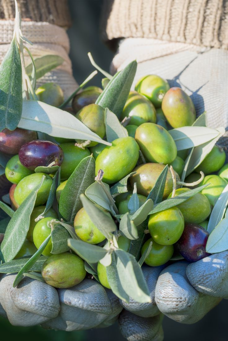 Ten Amazing Italian Olive Oils - Great Italian Chefs