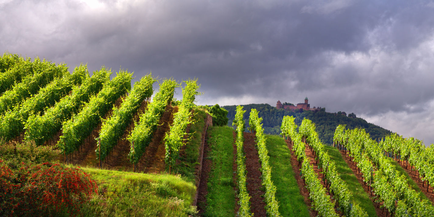 The Other Faces of Alsace Wine - Great Italian Chefs