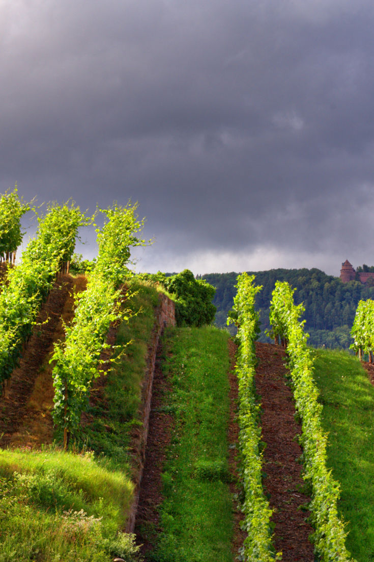 The Other Faces of Alsace Wine - Great Italian Chefs