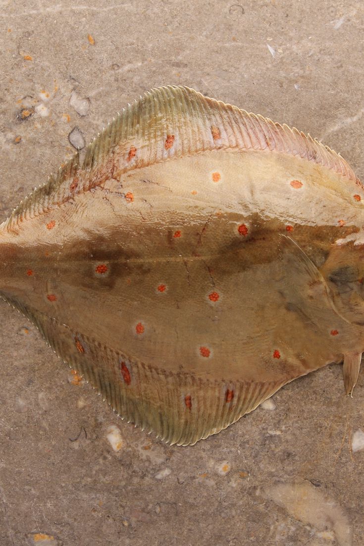 How to Cook Plaice - Great British Chefs