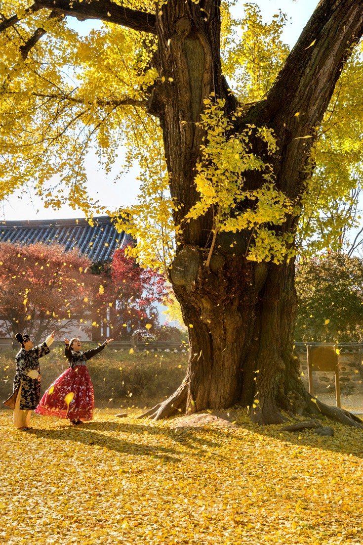 Chuseok: Korea’s Thanksgiving Harvest Festival - Great British Chefs