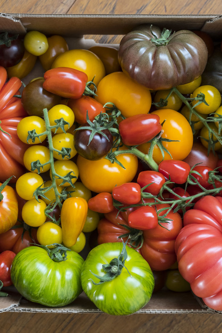 Sunshine fruit: The Isle of Wight’s Incredible Tomatoes - Great British ...