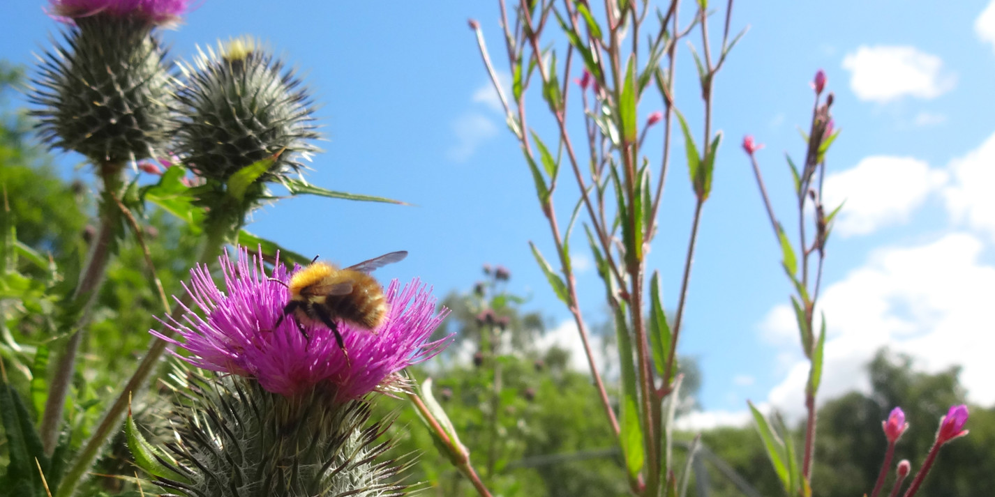 Beekeeping with Plan Bee - Great British Chefs
