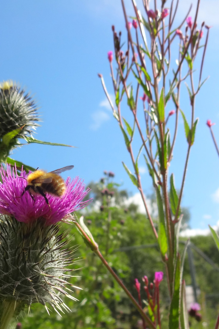 Beekeeping with Plan Bee - Great British Chefs