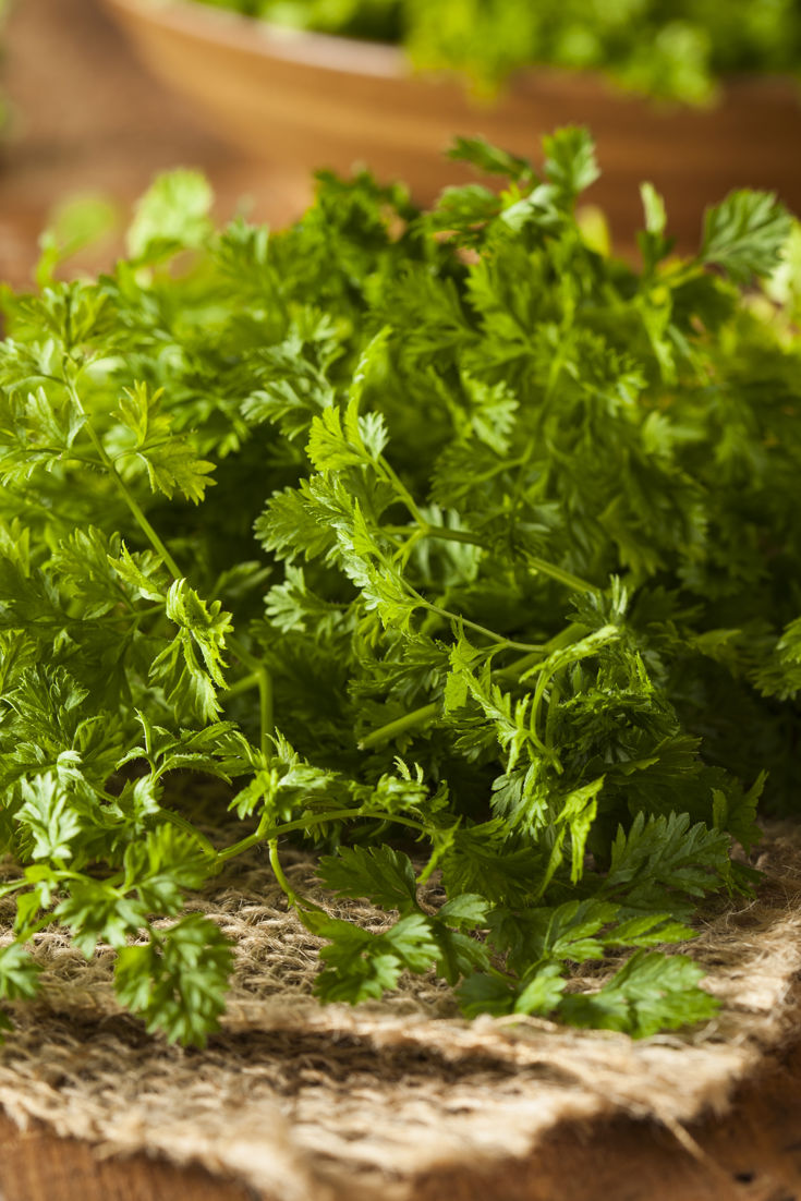 Chervil Recipes: Quiche, Tart, Potage - Great British Chefs