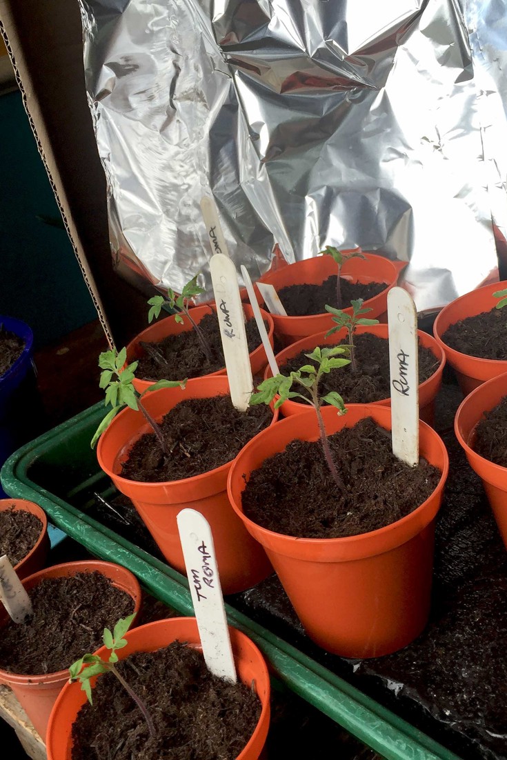 Nick Harman - Great British Chefs