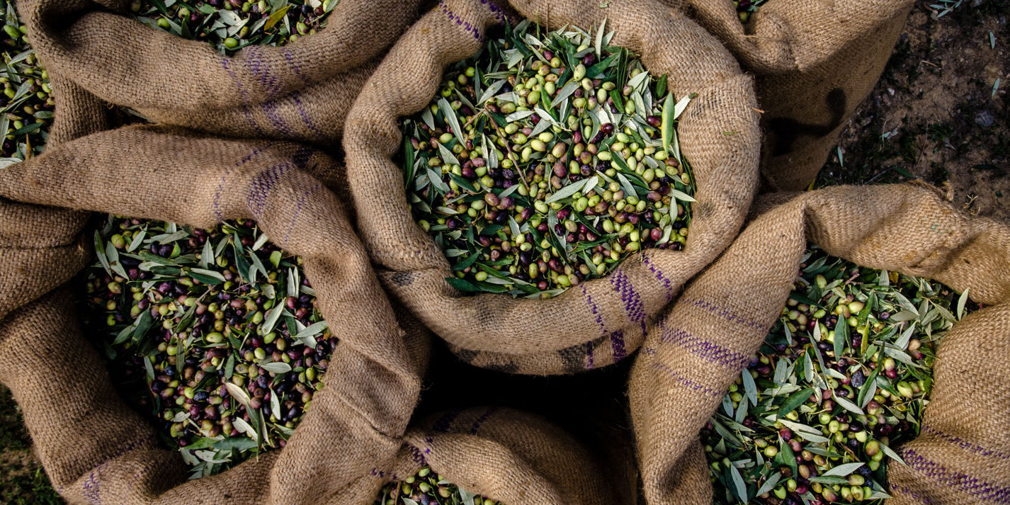 All About the Olive: From Black to Green and Everything in Between ...